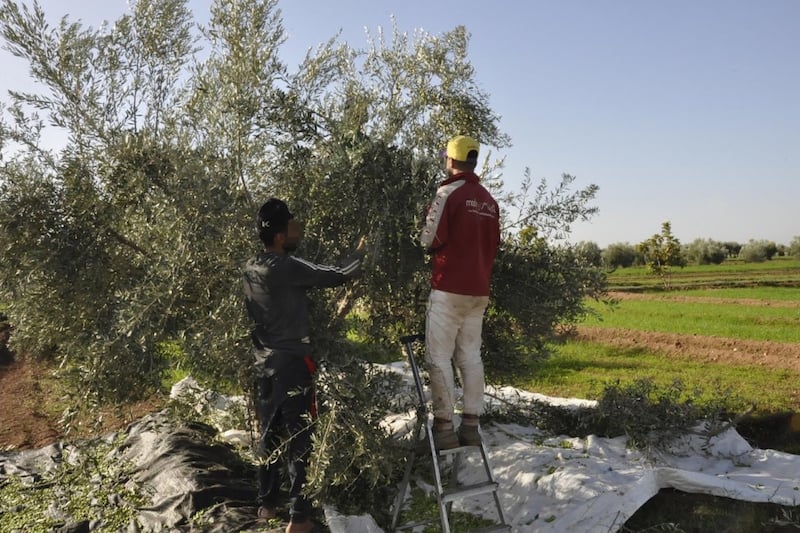 يتوقع أن يصل 107 مليون طن الجفاف ونقص الأمطار يؤثر على تراجع إنتاج الزيتون بالمغرب